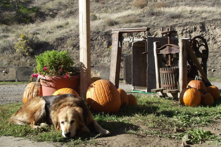 Willson_Banner_Ranch | Khaliela Wright